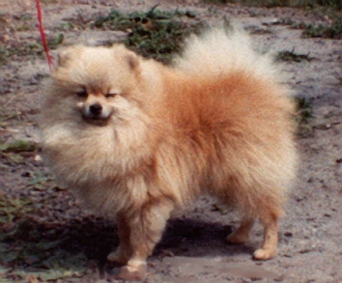 The Pomeranian, the true butterfly dog – The Scottish Pomeranian Club