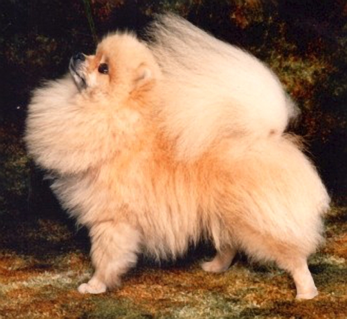 The Pomeranian, the true butterfly dog – The Scottish Pomeranian Club